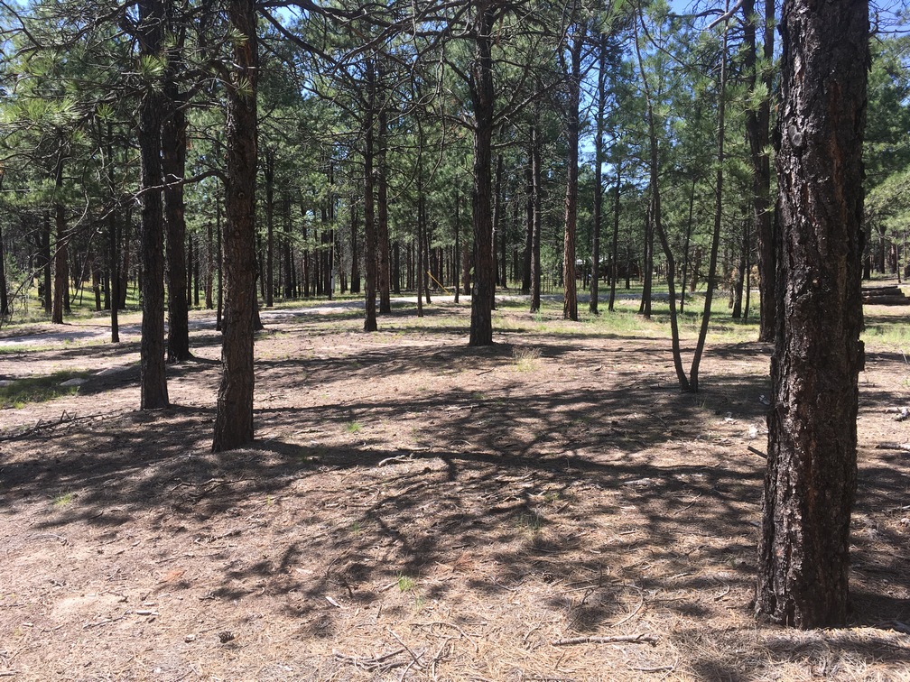 Fire Mitigation Services