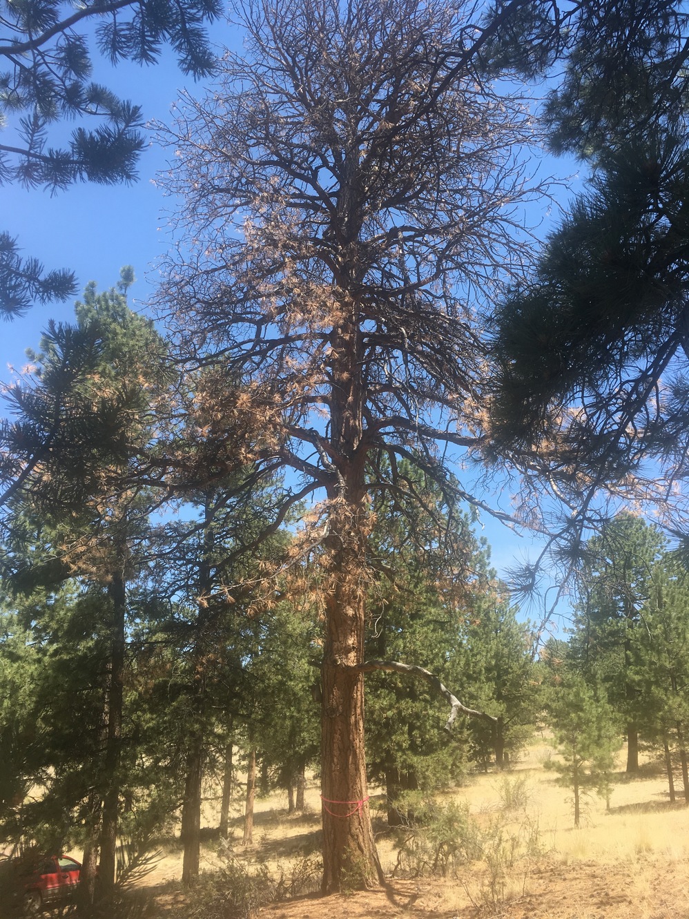Insect Control: Mountain Pine Beetles