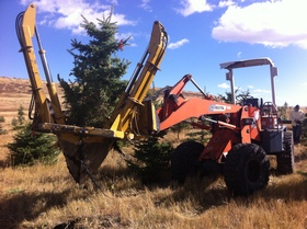 Tree Transplanting