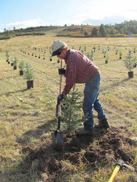 Nursery Trees